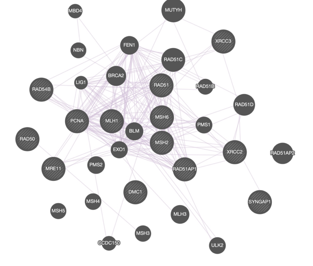 Using Quantum Computing Algorithms To Analyze Gene Networks Hadron